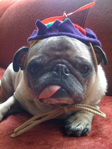 PUGS IN A BUG! A Jaunty Joy-Ride with Carolyn Crimi and Stephanie ...