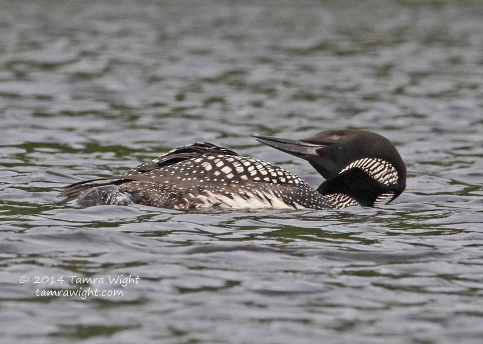 Writing a Cumulative Picture Book: The Lake Where Loon Lives by Brenda ...
