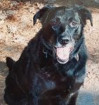 To All The Dogs I’ve Loved Before… Maria Gianferrari’s Inspirations for ...